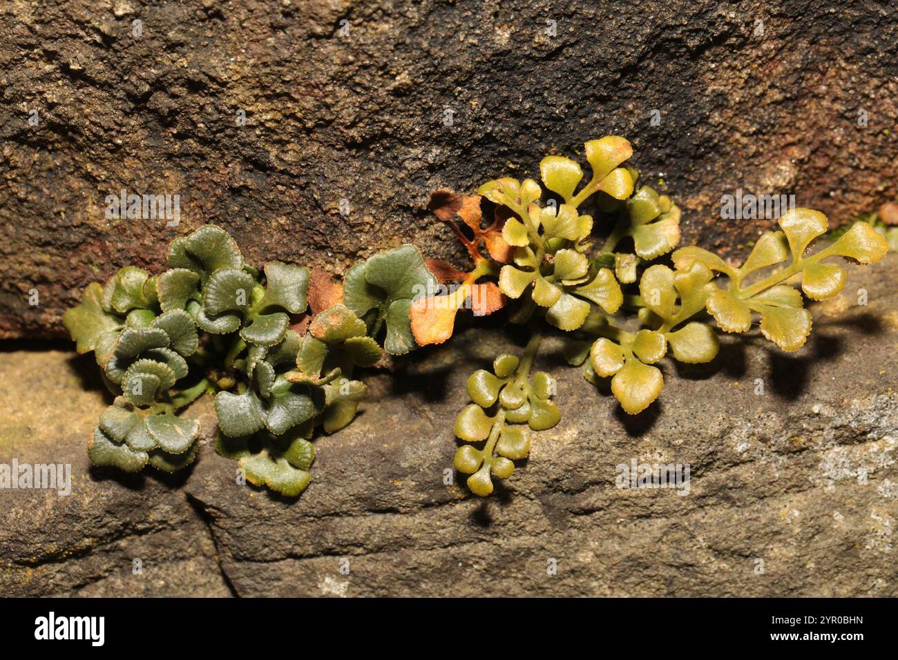 wall-rue (Asplenium ruta-muraria Stock Photo - Alamy