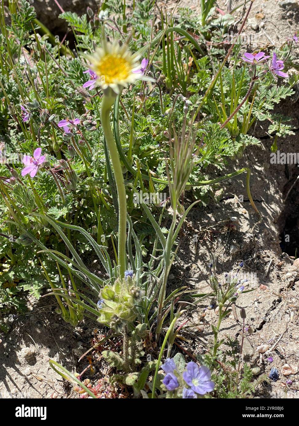 silverpuffs (Uropappus lindleyi Stock Photo - Alamy