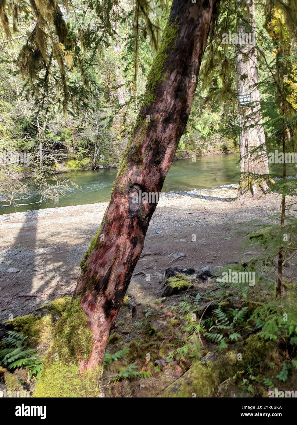 Pacific yew (Taxus brevifolia Stock Photo - Alamy