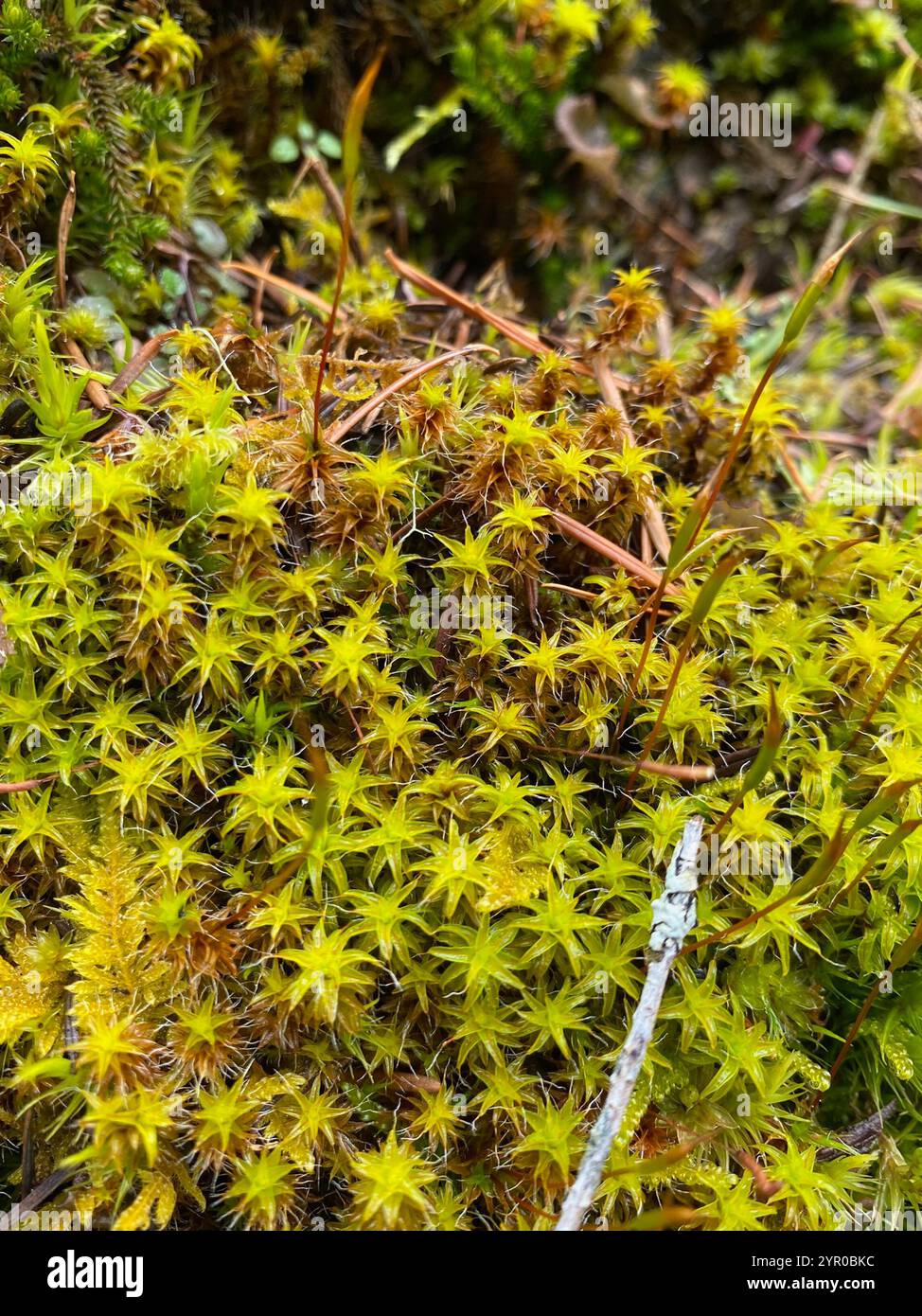Star Moss (Syntrichia ruralis Stock Photo - Alamy