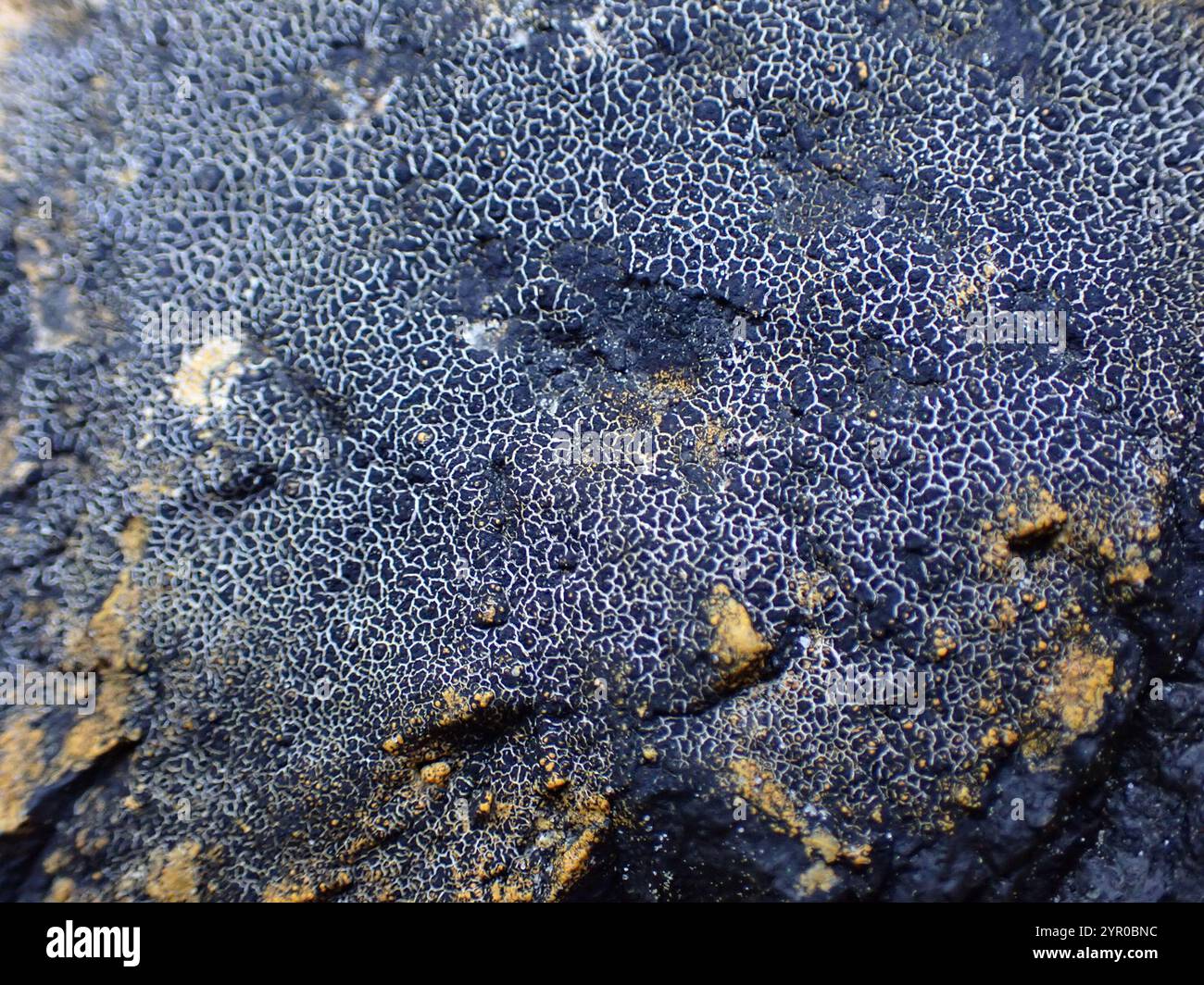 Ascomycete Fungi (Ascomycota Stock Photo - Alamy