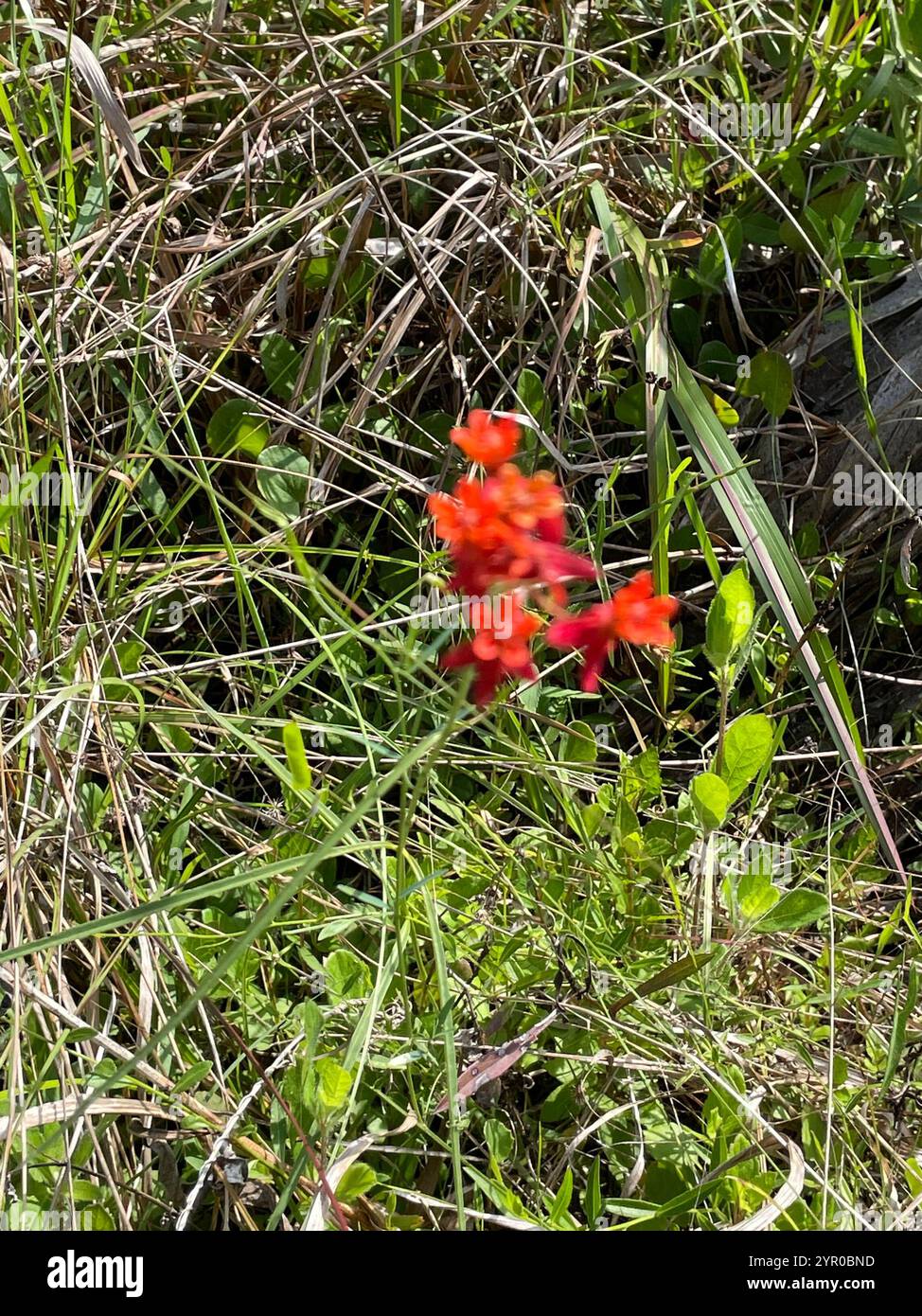 fewflower milkweed (Asclepias lanceolata Stock Photo - Alamy