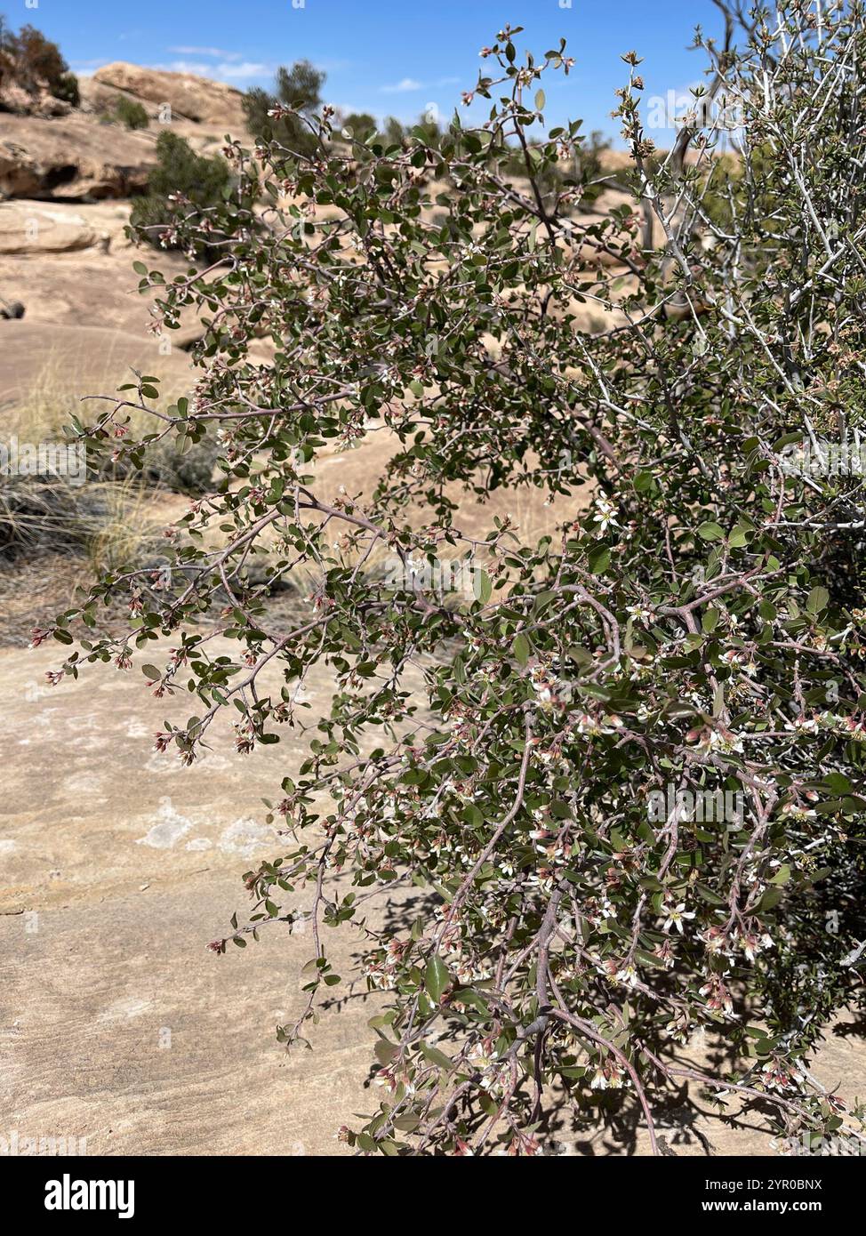 Utah Serviceberry (Amelanchier utahensis Stock Photo - Alamy