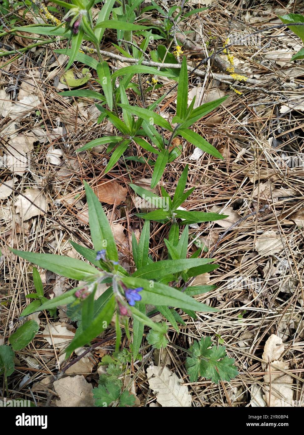Purple Gromwell (Aegonychon purpurocaeruleum Stock Photo - Alamy