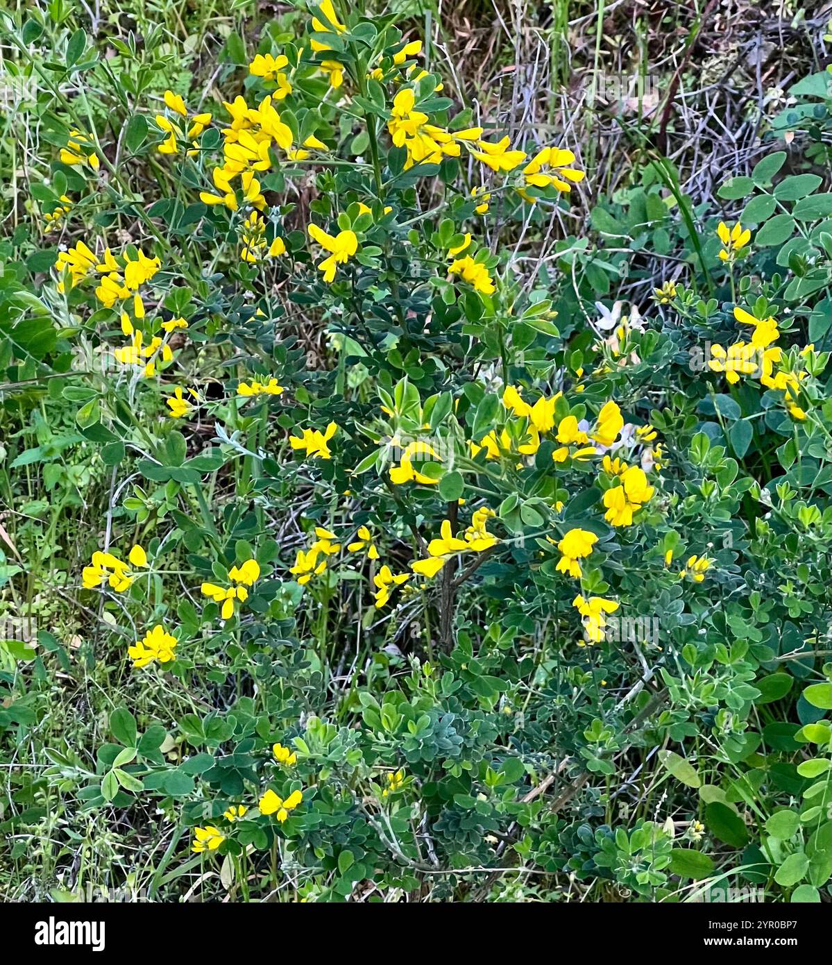 French broom (Genista monspessulana Stock Photo - Alamy