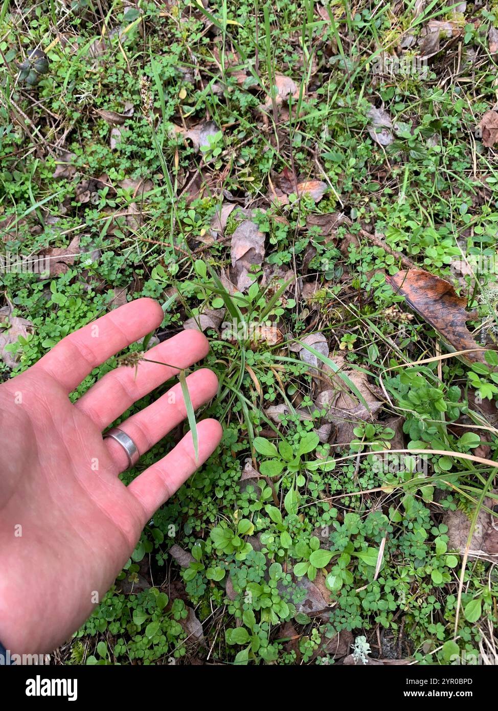 Pacific Woodrush (Luzula comosa Stock Photo - Alamy