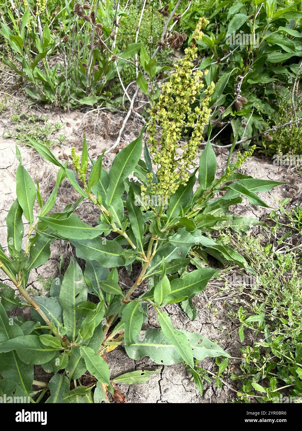 tall dock (Rumex altissimus Stock Photo - Alamy