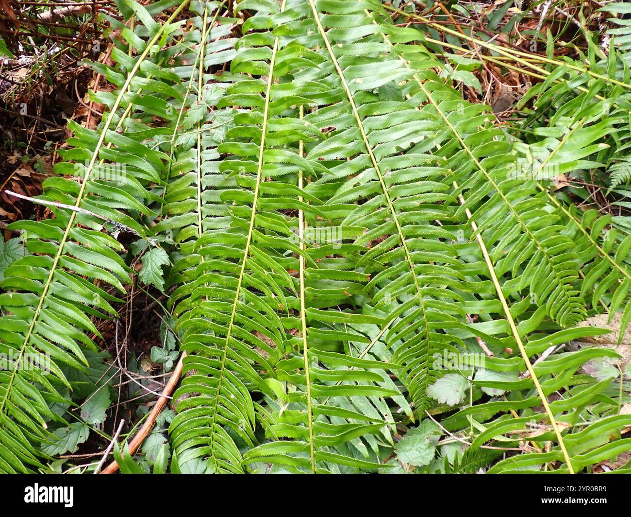 western sword fern (Polystichum munitum Stock Photo - Alamy