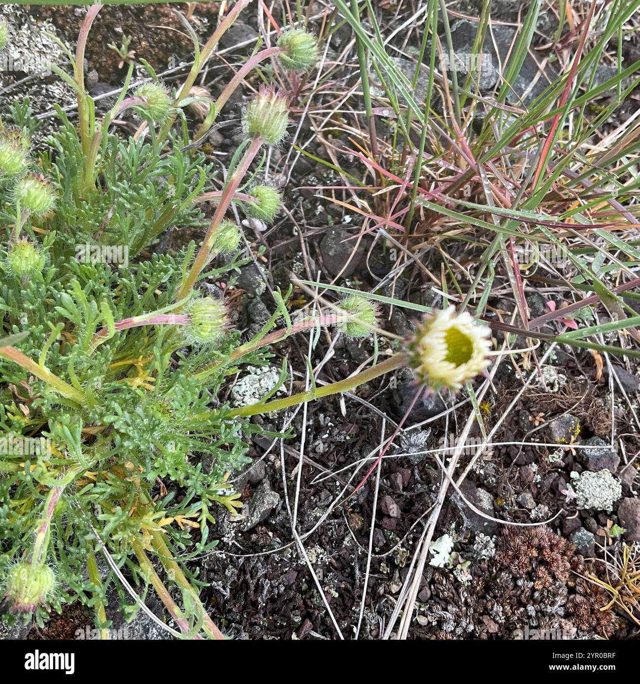 Cut leaf fleabane hi-res stock photography and images - Alamy
