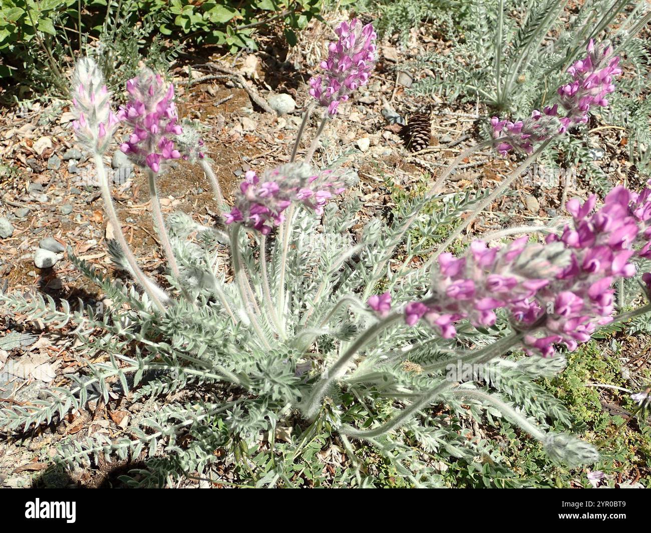 Showy Locoweed (Oxytropis splendens Stock Photo - Alamy