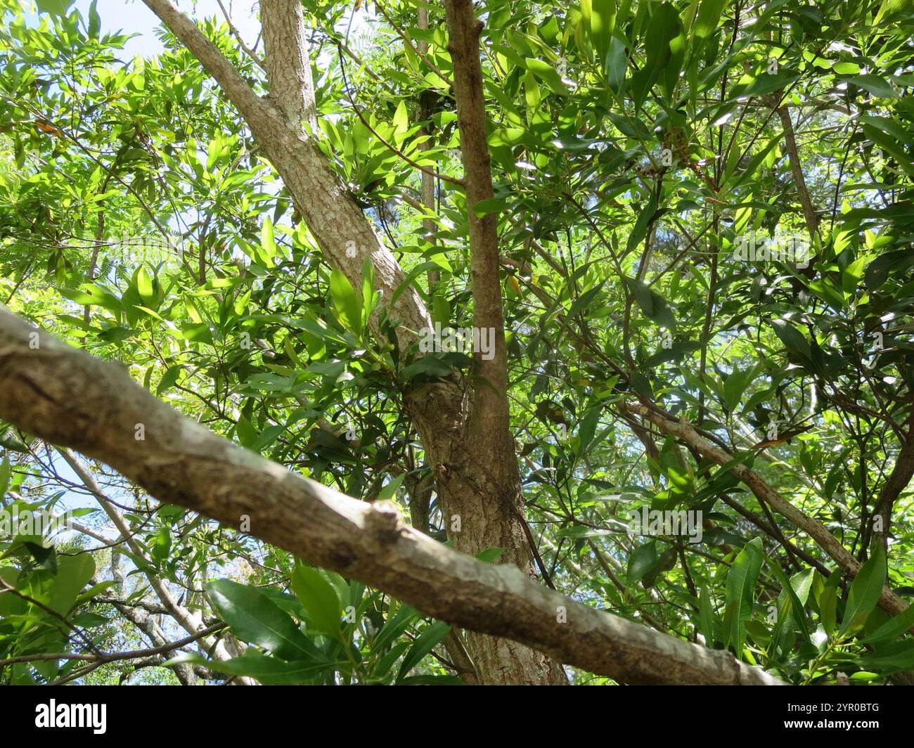 Chinese Tallow (Triadica sebifera Stock Photo - Alamy
