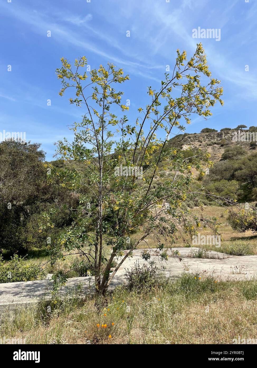 tree tobacco (Nicotiana glauca Stock Photo - Alamy