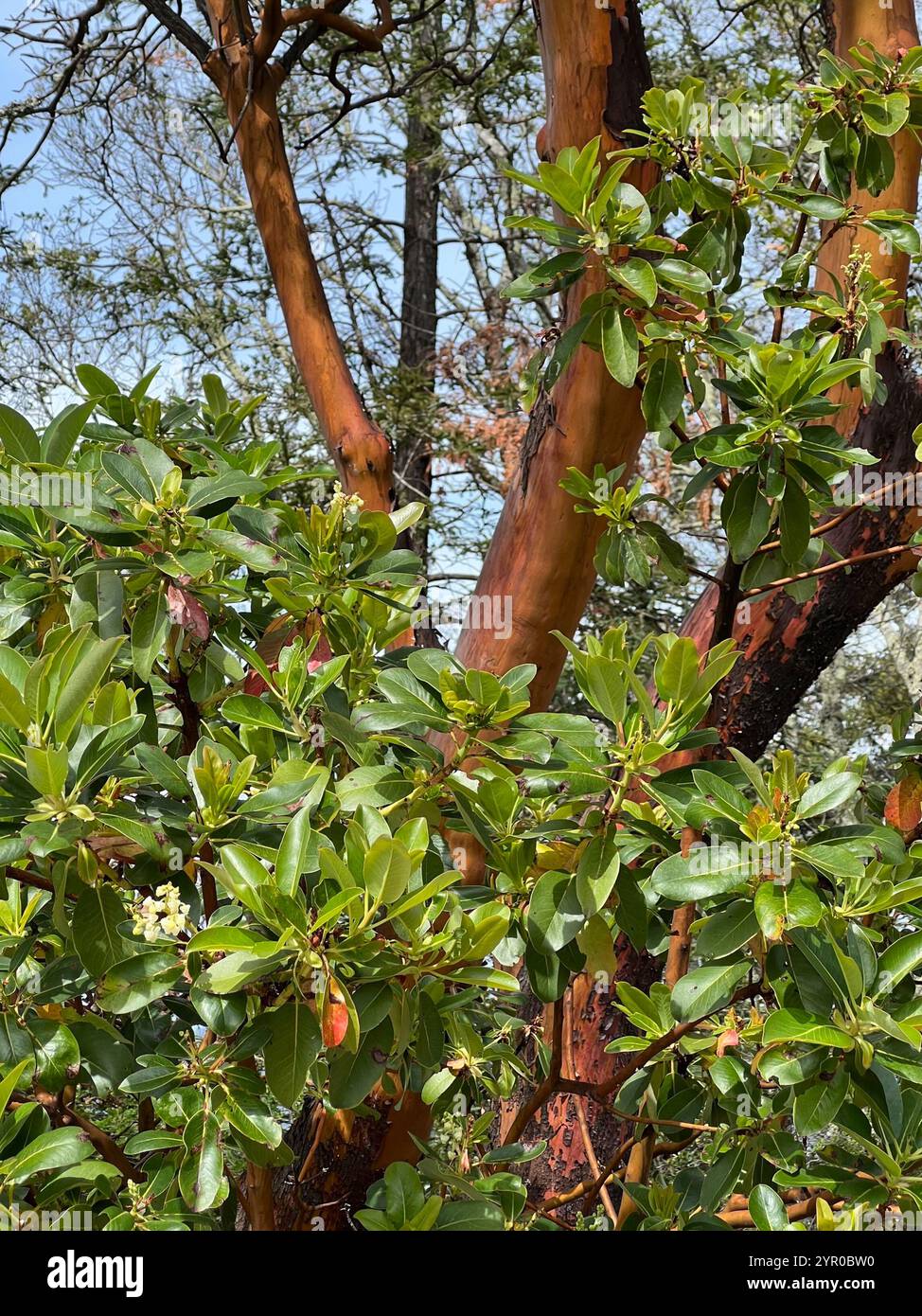 Pacific madrone (Arbutus menziesii Stock Photo - Alamy