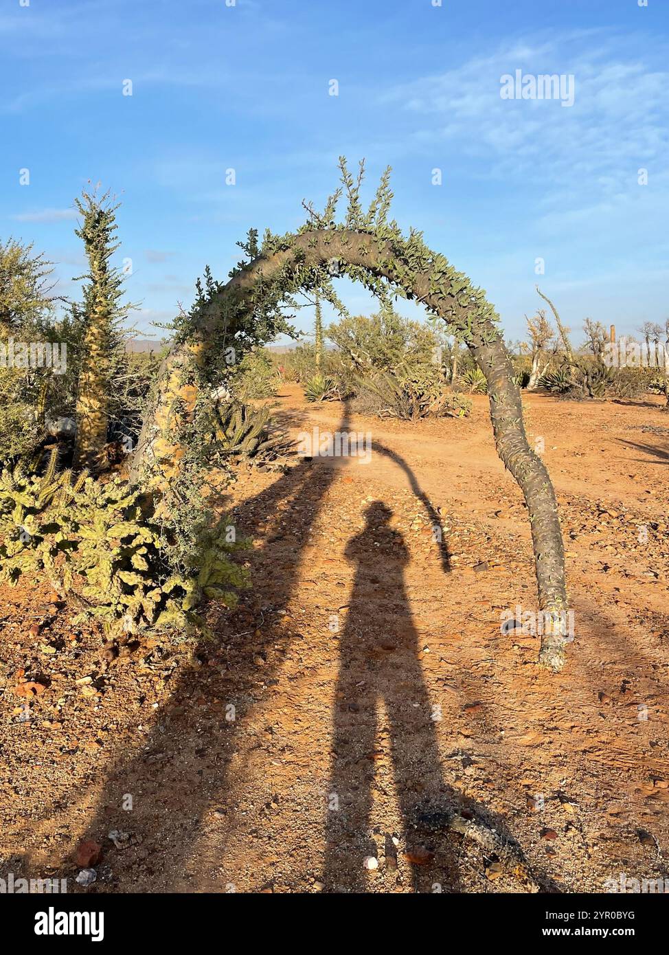 Boojum tree (Fouquieria columnaris Stock Photo - Alamy