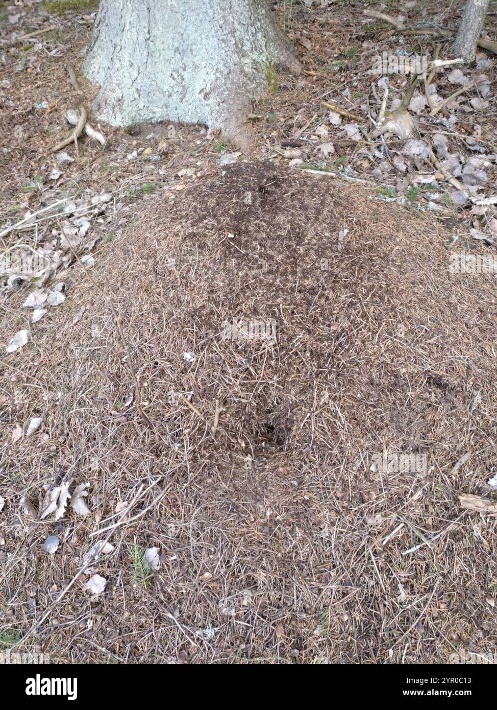 Wood, Mound, and Field Ants (Formica Stock Photo - Alamy
