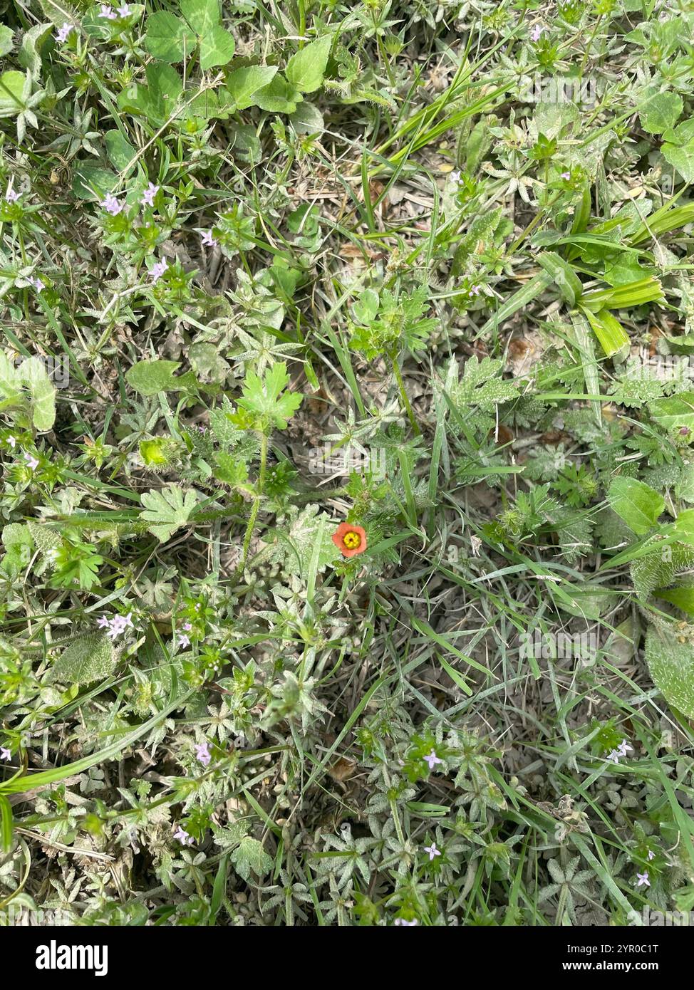 Carolina Bristlemallow (Modiola caroliniana Stock Photo - Alamy