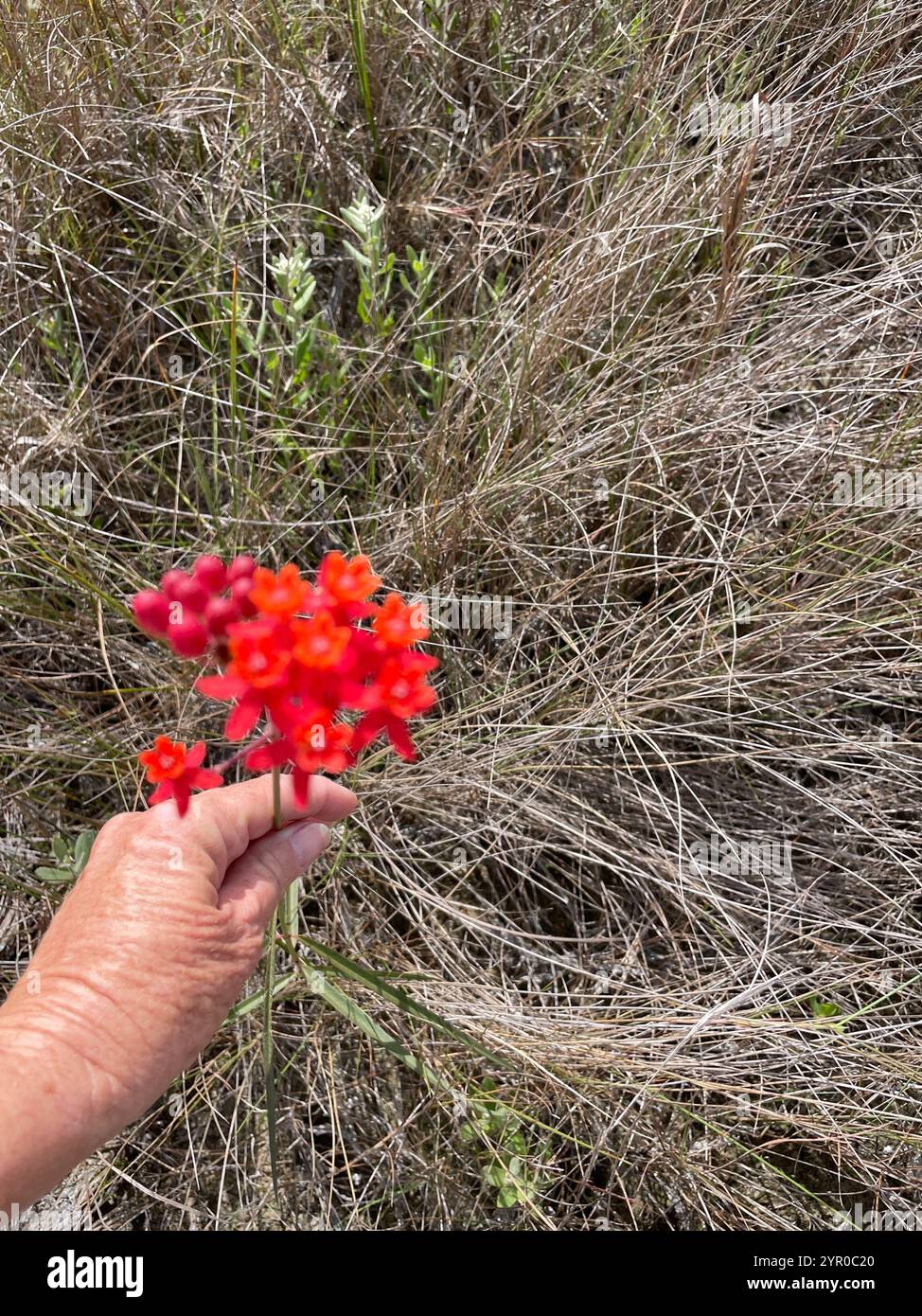 Asclepias lanceolata hi-res stock photography and images - Alamy