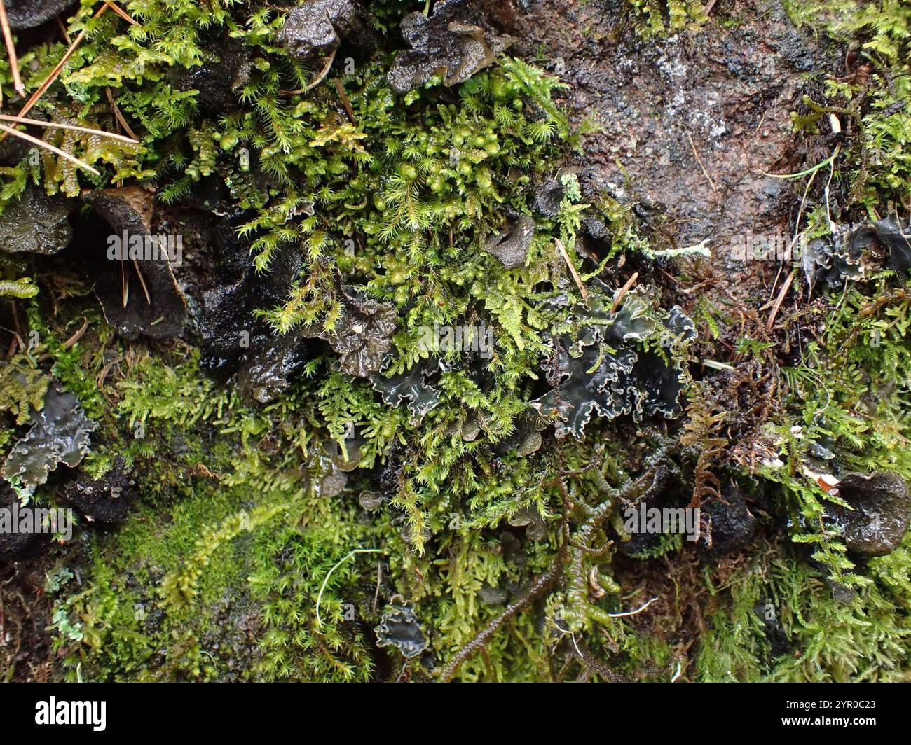 tree pelt lichen (Peltigera collina Stock Photo - Alamy