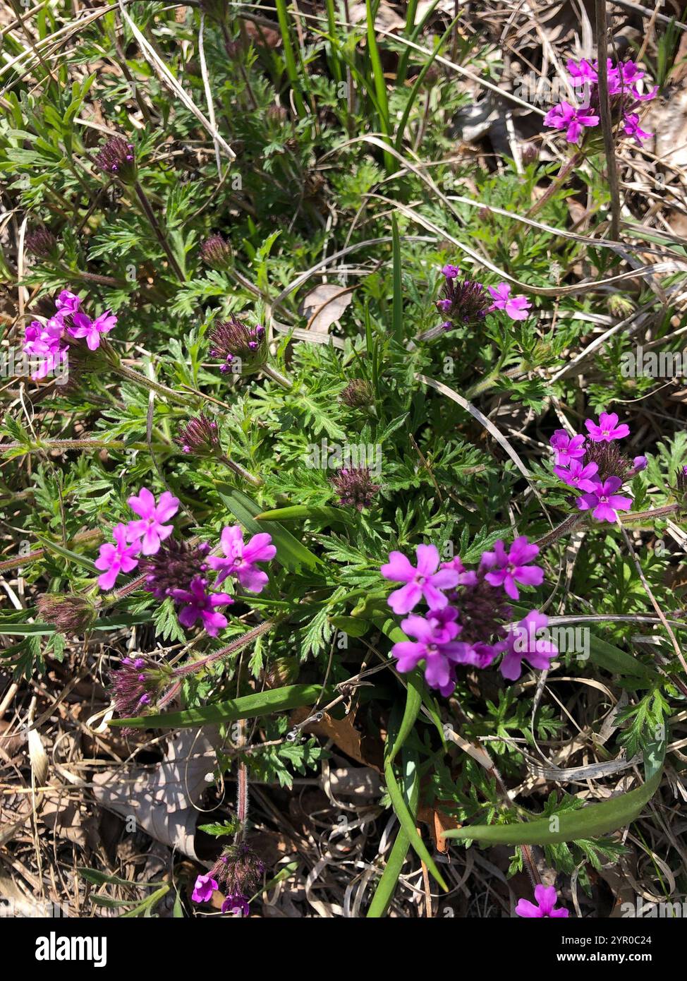 rose vervain (Glandularia canadensis Stock Photo - Alamy