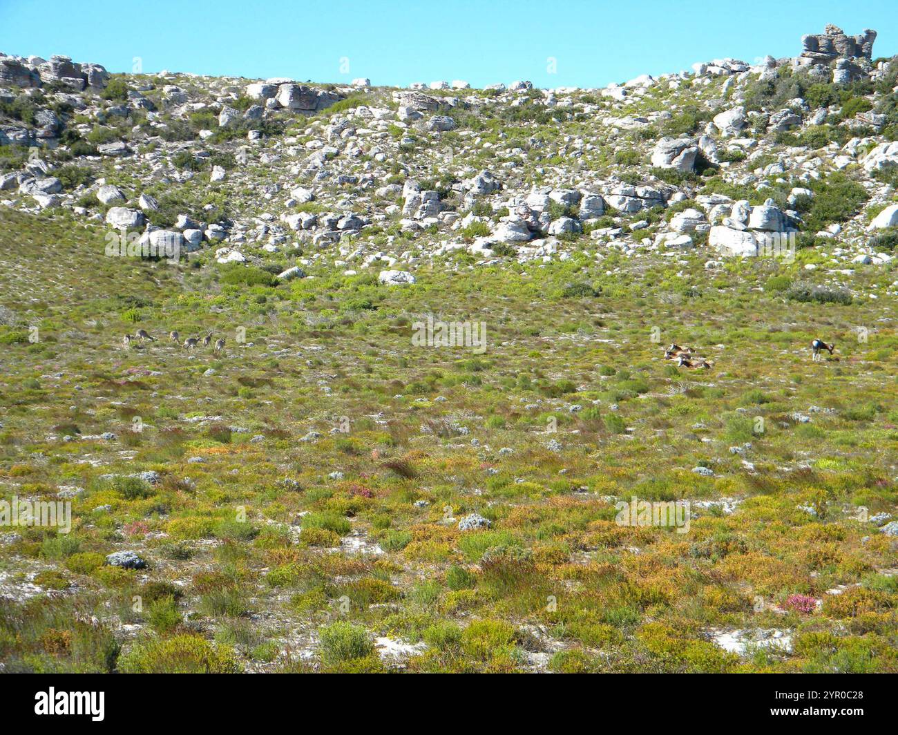Grey Rhebok (Pelea capreolus Stock Photo - Alamy