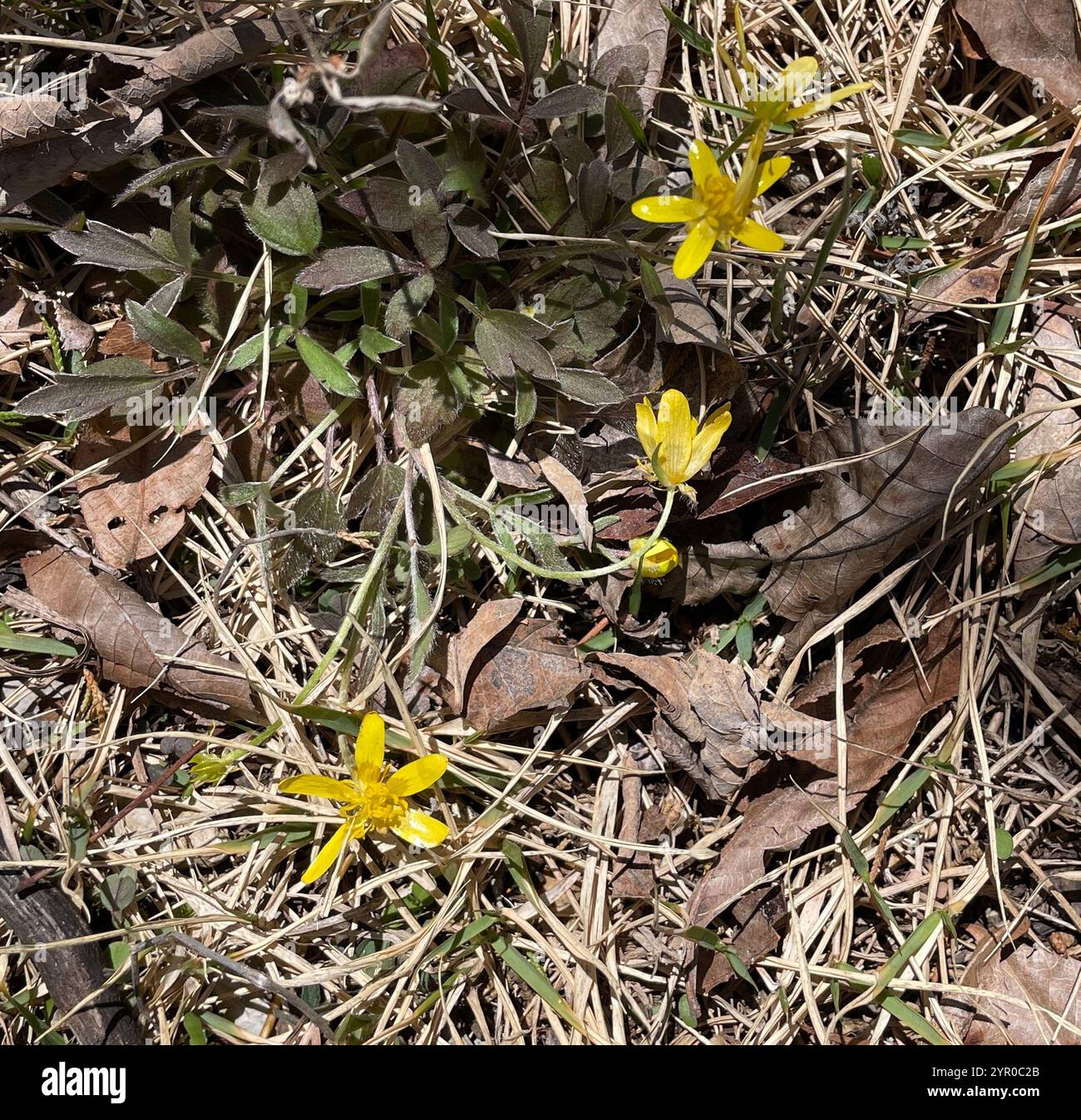 Early Buttercup (Ranunculus fascicularis Stock Photo - Alamy