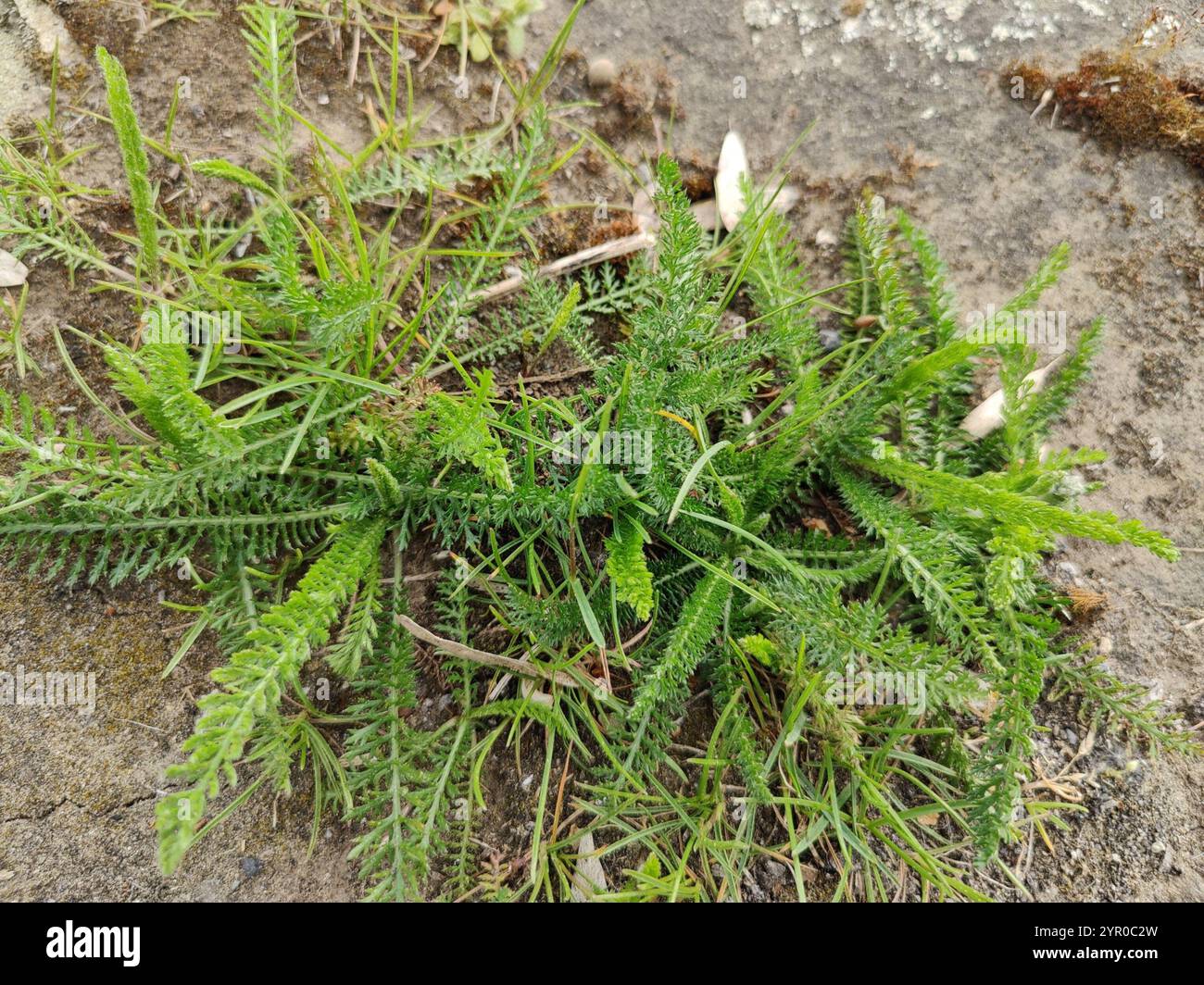 common yarrow (Achillea millefolium Stock Photo - Alamy