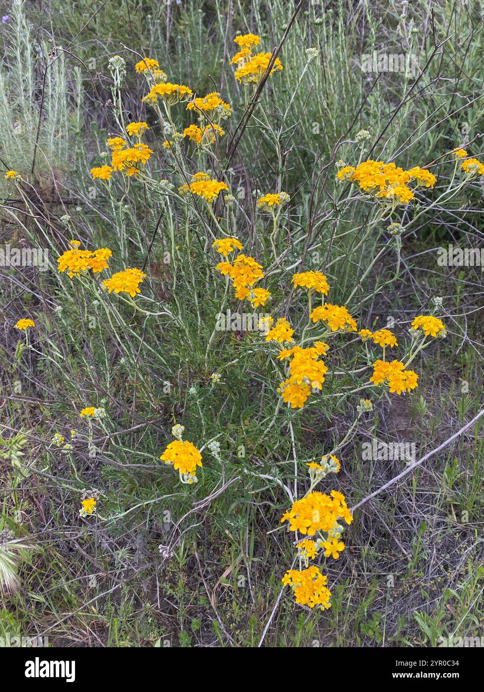 Golden Yarrow (Eriophyllum confertiflorum Stock Photo - Alamy