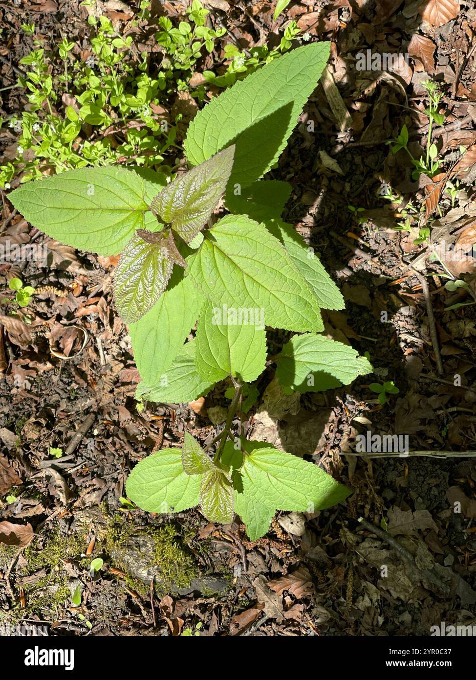 Common Figwort (Scrophularia nodosa Stock Photo - Alamy