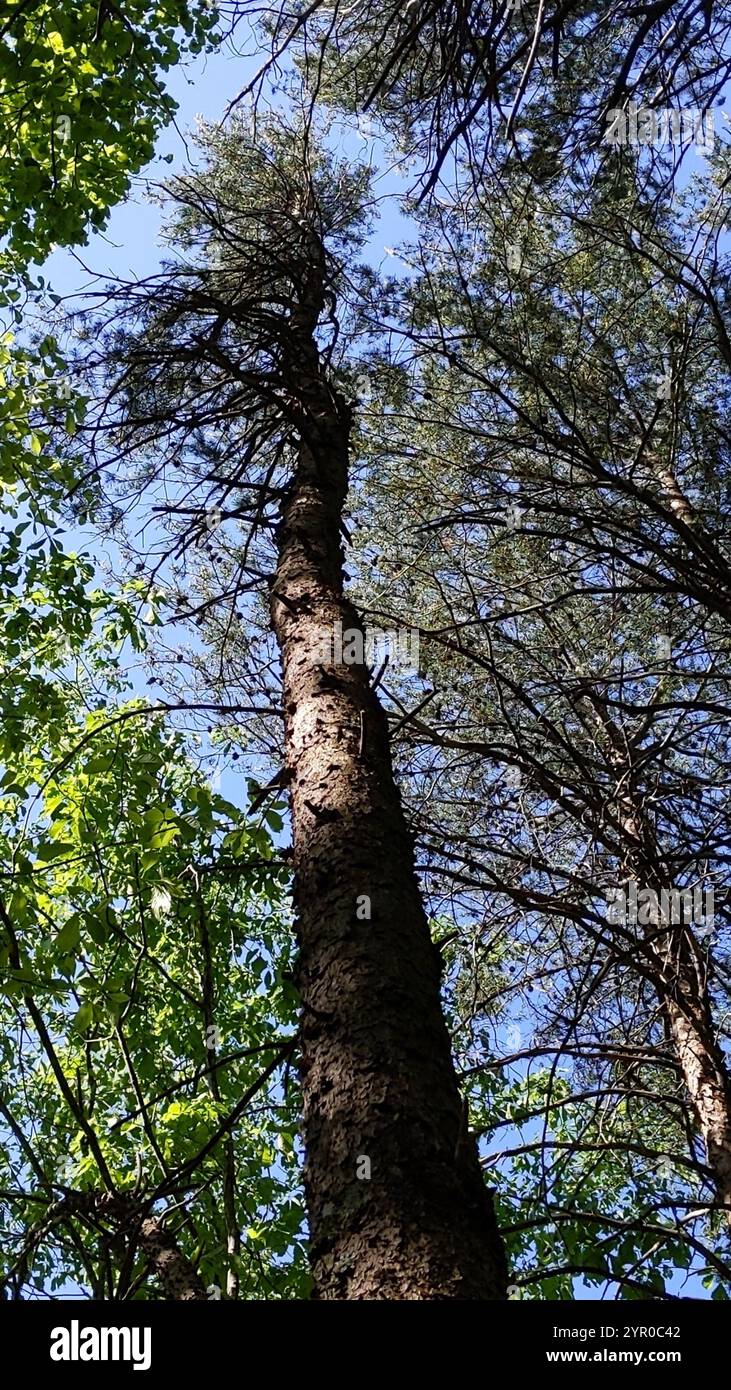 Virginia pine (Pinus virginiana Stock Photo - Alamy