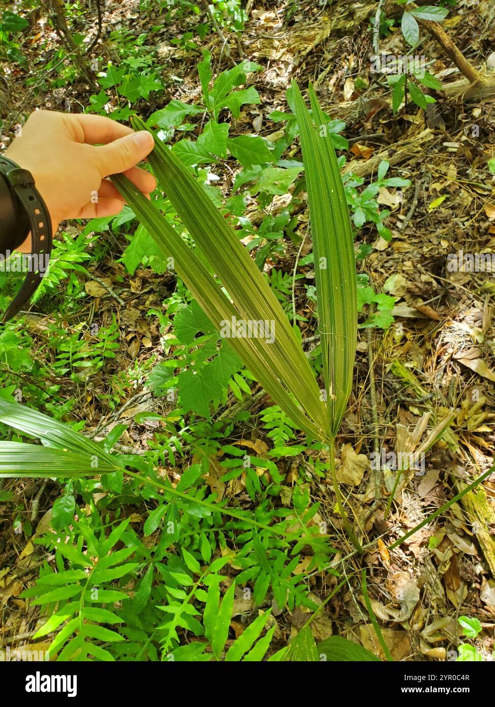 needle palm (Rhapidophyllum hystrix Stock Photo - Alamy