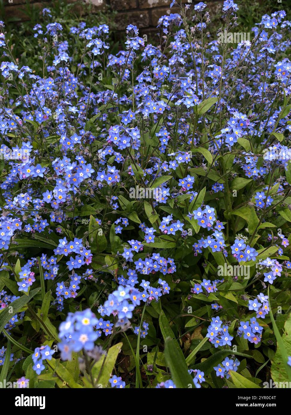 Wood Forget-me-not (Myosotis sylvatica Stock Photo - Alamy