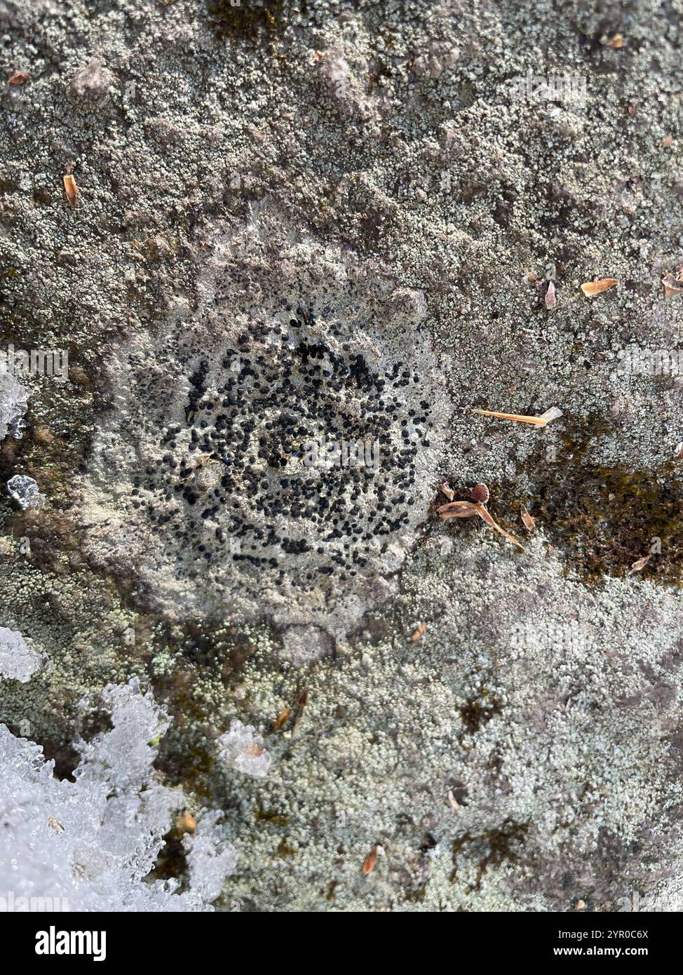 concentric boulder lichen (Porpidia crustulata Stock Photo - Alamy