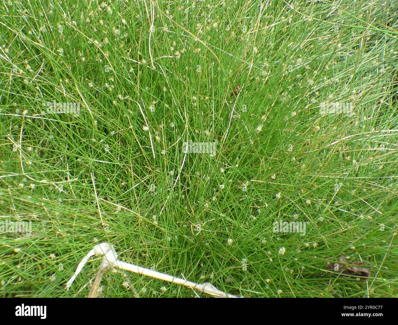 Blunt Spikerush (Eleocharis obtusa Stock Photo - Alamy