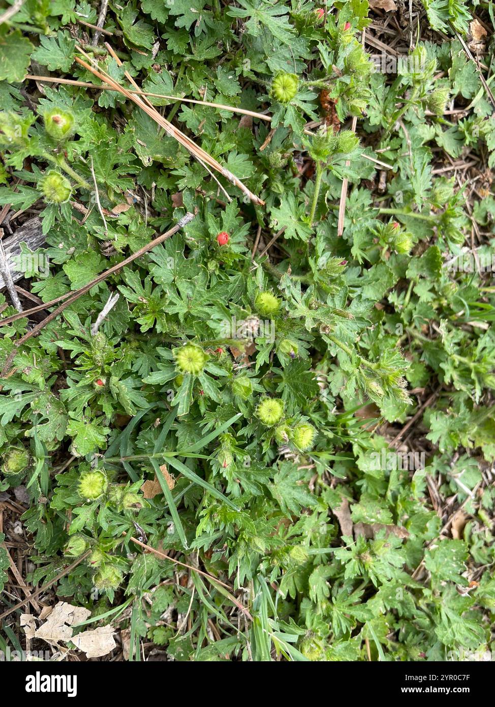 Carolina Bristlemallow (Modiola caroliniana Stock Photo - Alamy