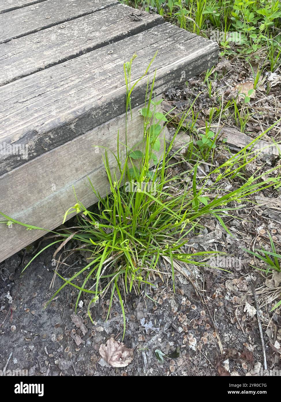 cedar sedge (Carex planostachys Stock Photo - Alamy
