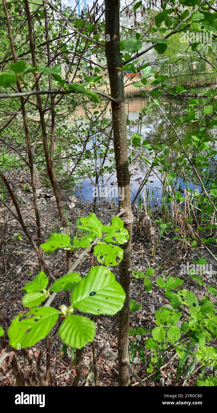 common alder (Alnus glutinosa Stock Photo - Alamy