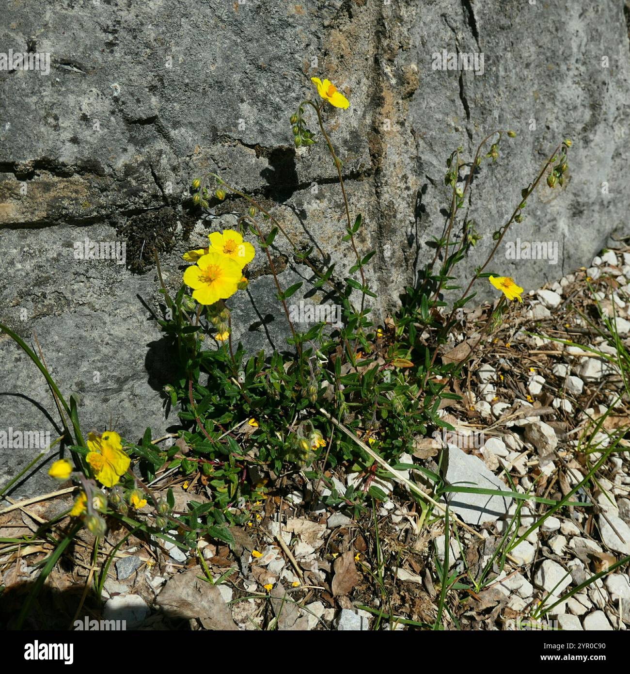 dwarf rock-roses (Helianthemum Stock Photo - Alamy