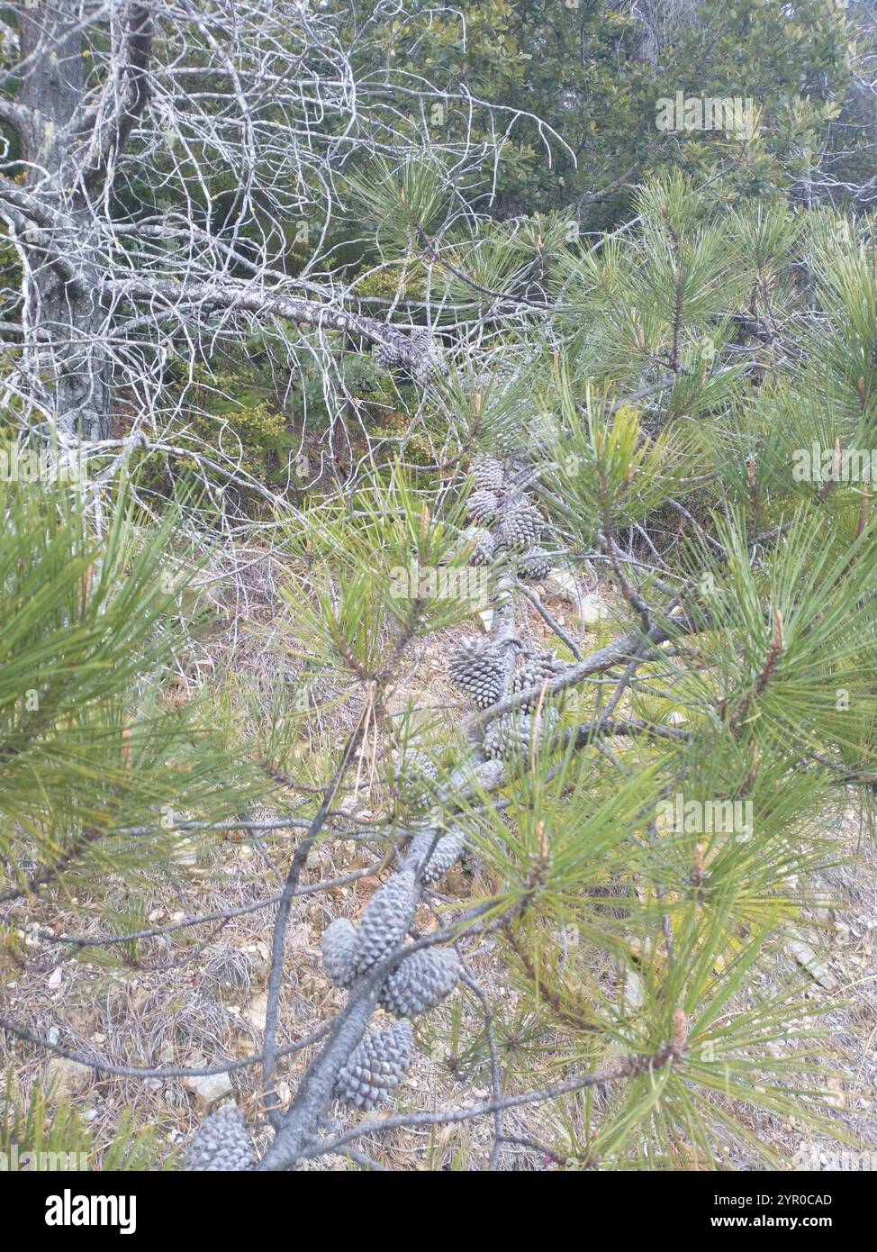 knobcone pine (Pinus attenuata Stock Photo - Alamy