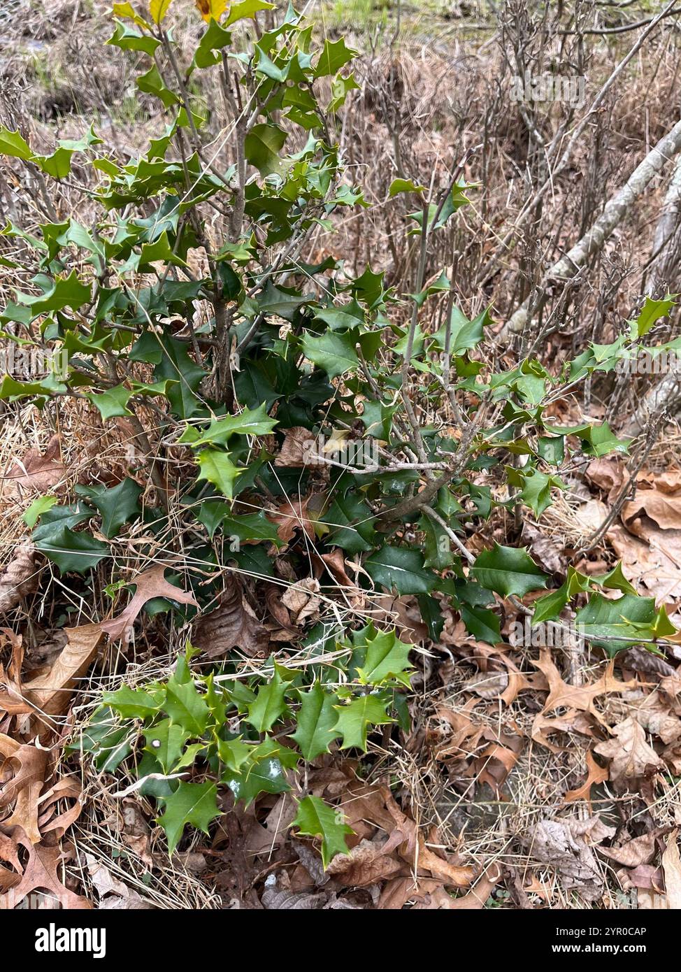 American holly (Ilex opaca Stock Photo - Alamy