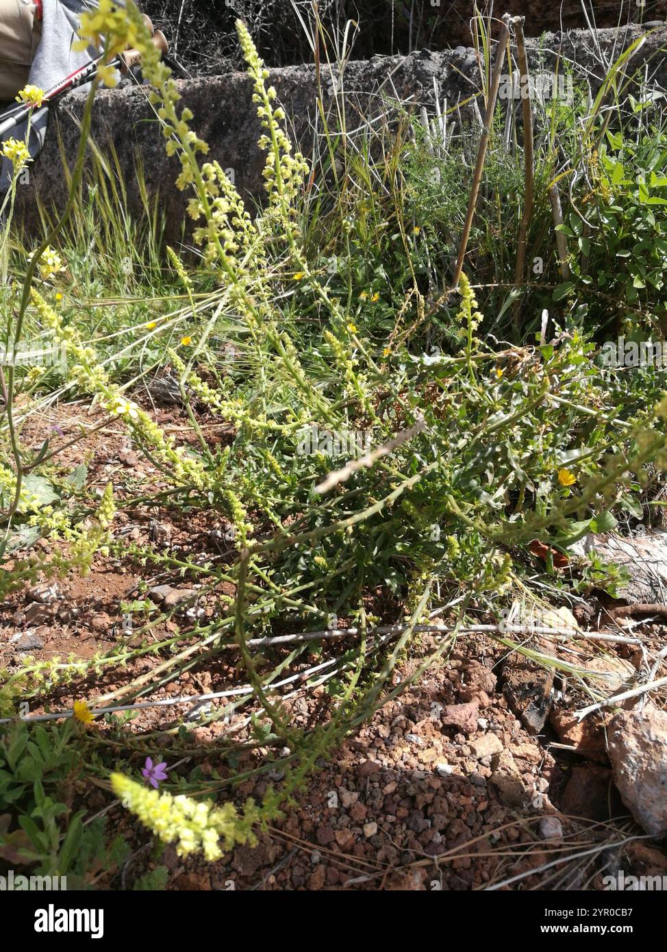 Weld (Reseda luteola Stock Photo - Alamy