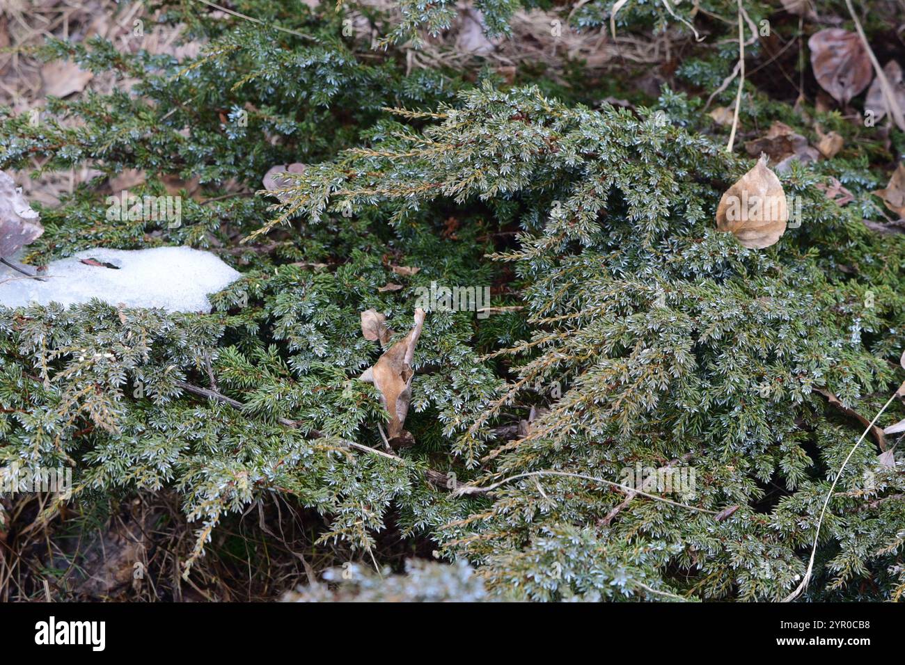 common juniper (Juniperus communis Stock Photo - Alamy