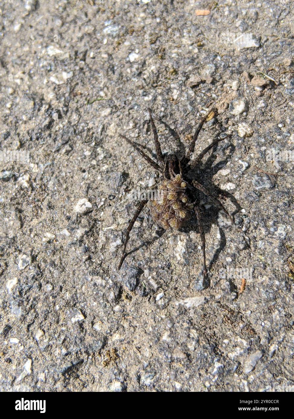 Wolf Spiders (Lycosidae Stock Photo - Alamy