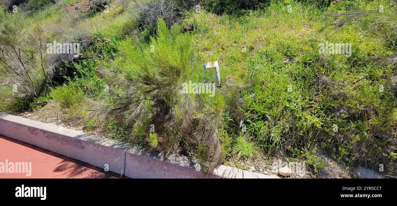 Desert Broom (Baccharis sarothroides Stock Photo - Alamy