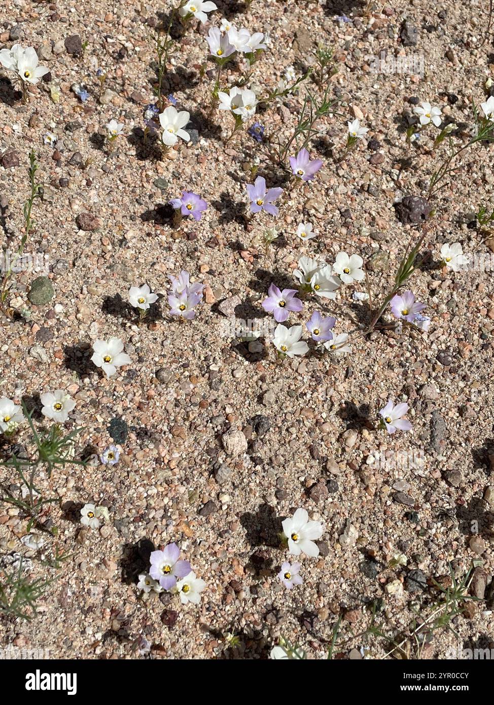 sandblossom (Linanthus parryae Stock Photo - Alamy