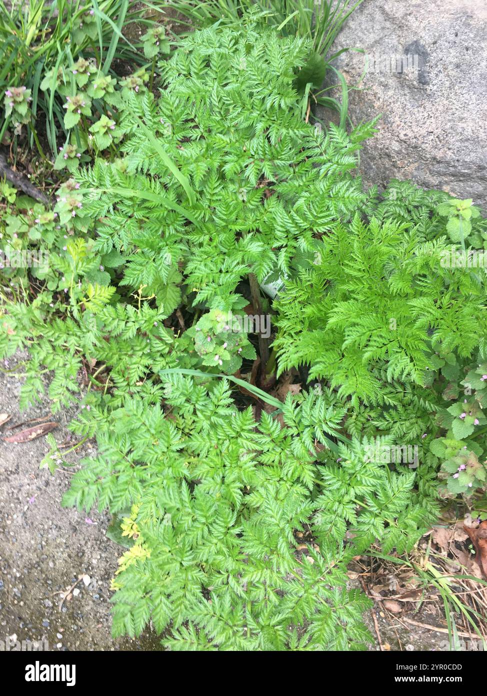 poison hemlock (Conium maculatum Stock Photo - Alamy