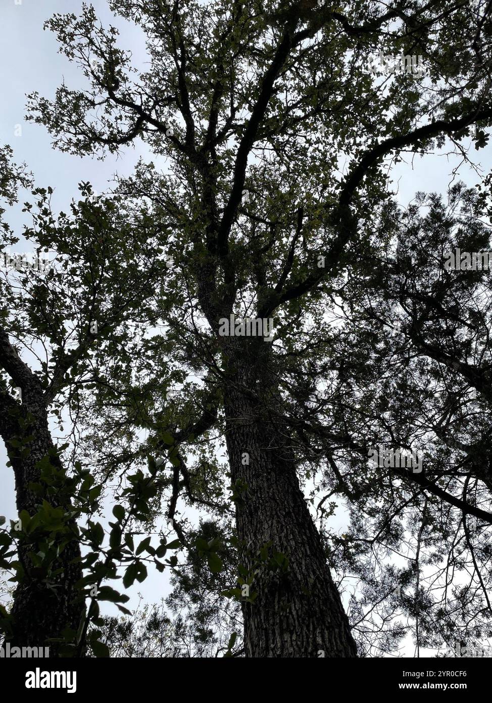 Texas live oak (Quercus fusiformis Stock Photo - Alamy