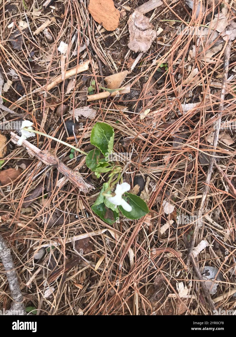 northern white violet (Viola minuscula Stock Photo - Alamy