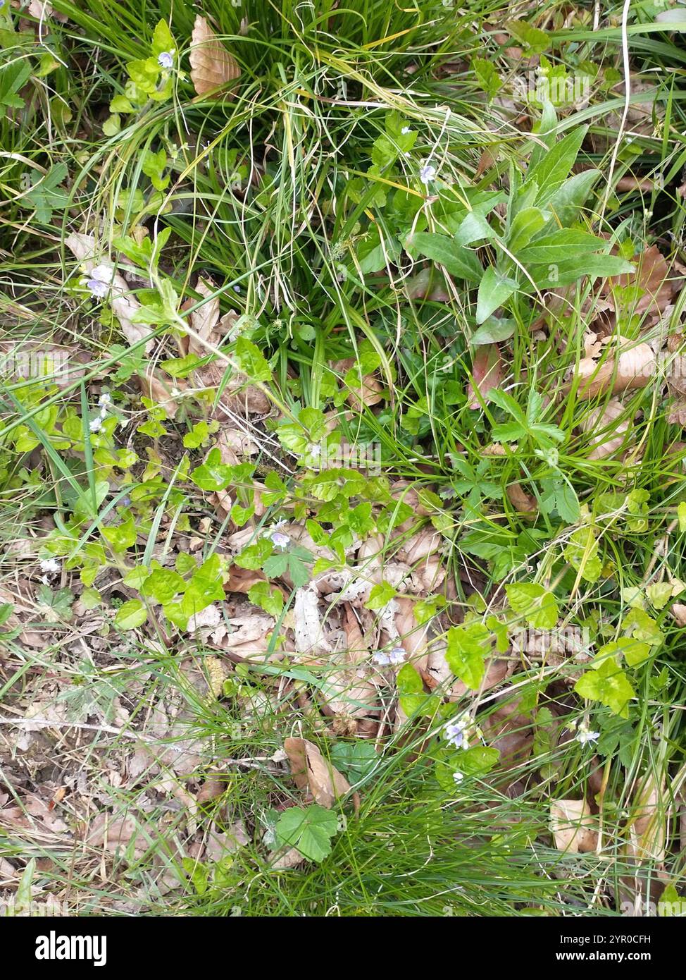 Wood Speedwell (Veronica montana Stock Photo - Alamy