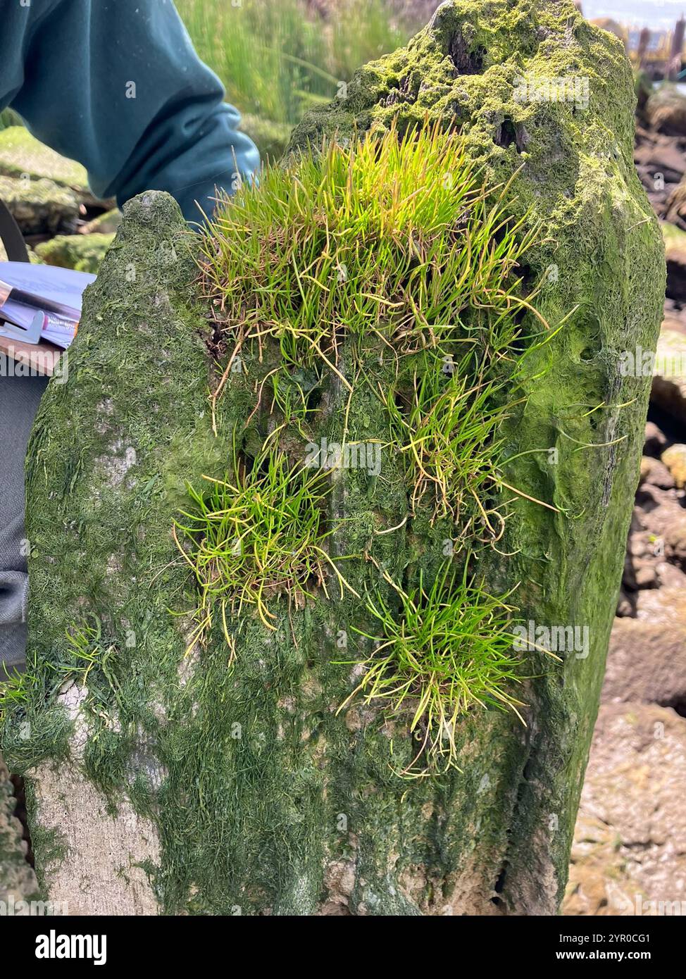 western grasswort (Lilaeopsis occidentalis Stock Photo - Alamy