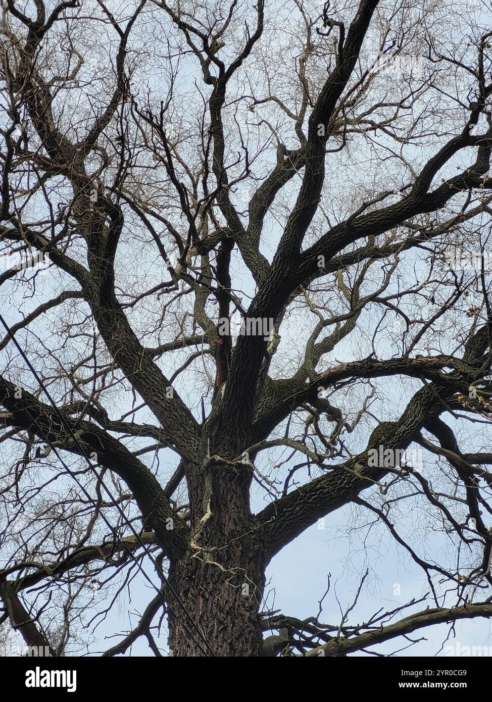 English oak (Quercus robur Stock Photo - Alamy
